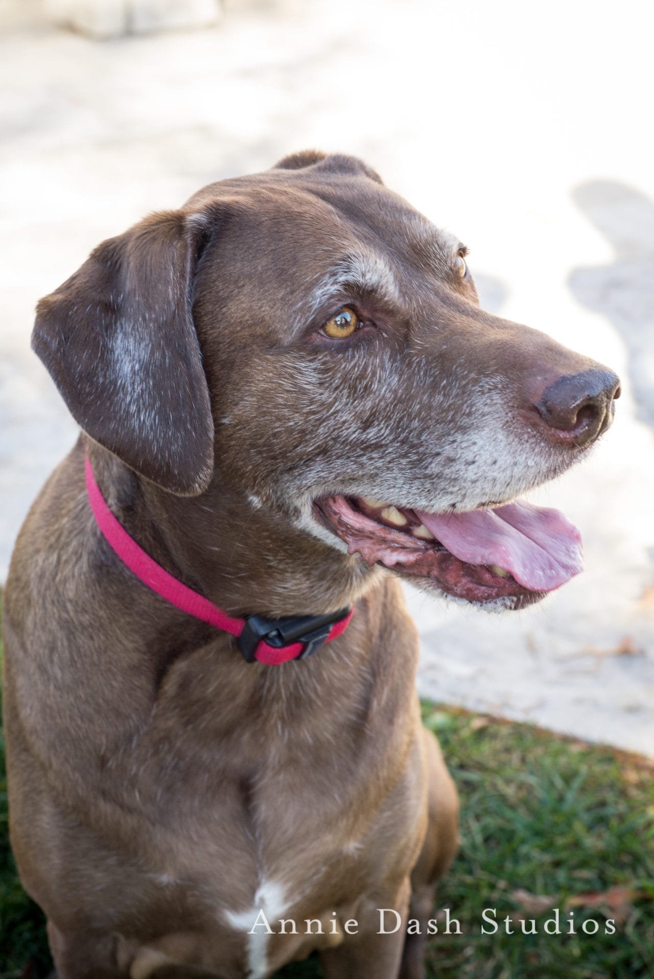 5 Tips For Taking Great Photos Of Your Dog | Annie Dash Studios LLC