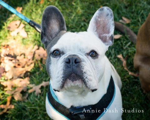 5 Tips For Taking Great Photos Of Your Dog | Annie Dash Studios LLC